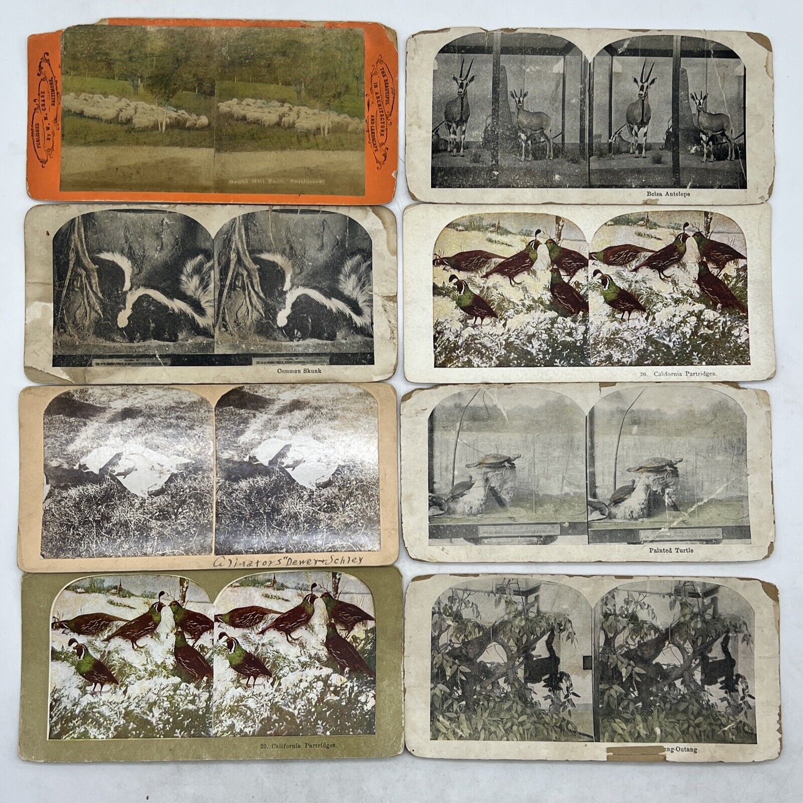 LOT OF 8 STEREOVIEW CARDS Monkey Sheep Antelope Skunk Partridge ...